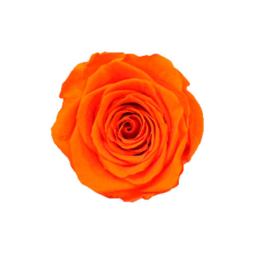 6 SUNSET ORANGE ROSES – 4KEEPS ROSES
